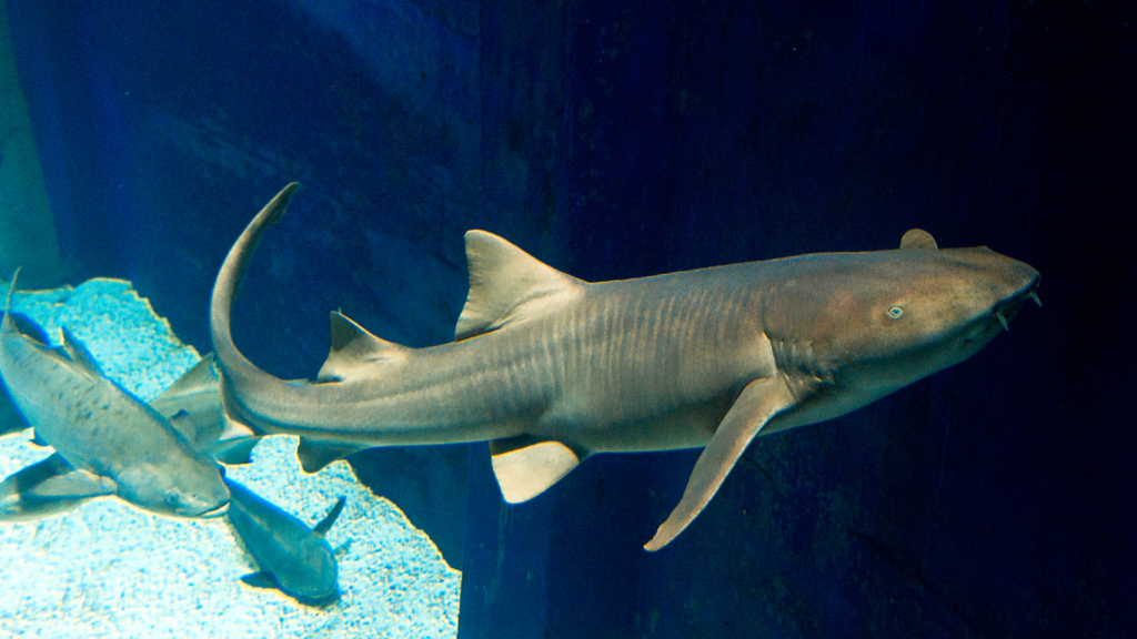 Shark Week: a Semana do Tubarão do AquaRio! - AquaRio