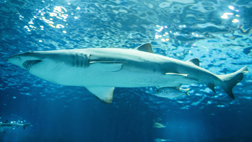 Shark Week: a Semana do Tubarão do AquaRio! - AquaRio
