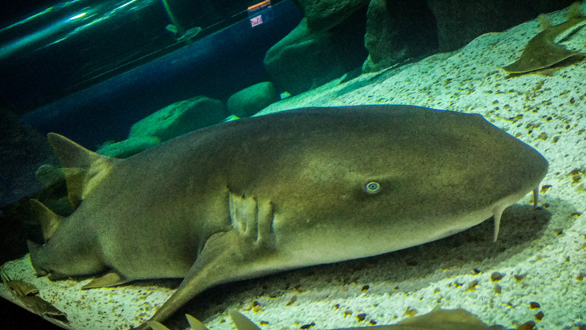 aquario_sharon_tubarao_lixa – AquaRio