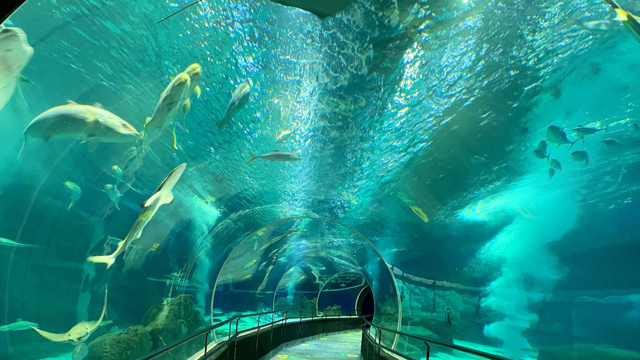 Turista no Rio? Confira 7 dicas de hotéis próximos ao AquaRio - AquaRio