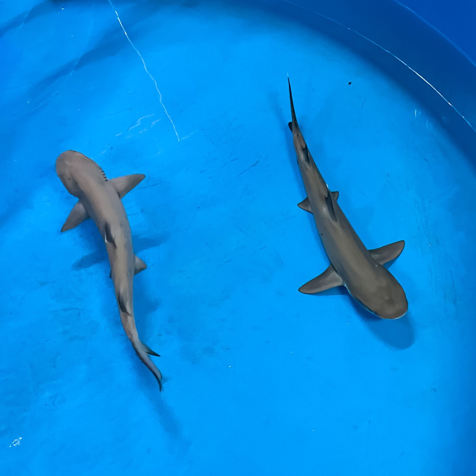 AquaRio anuncia nascimento inédito de filhotes de tubarões galhas ...