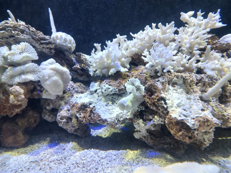 Tudo sobre coral: qual a importância para a vida marinha - AquaRio