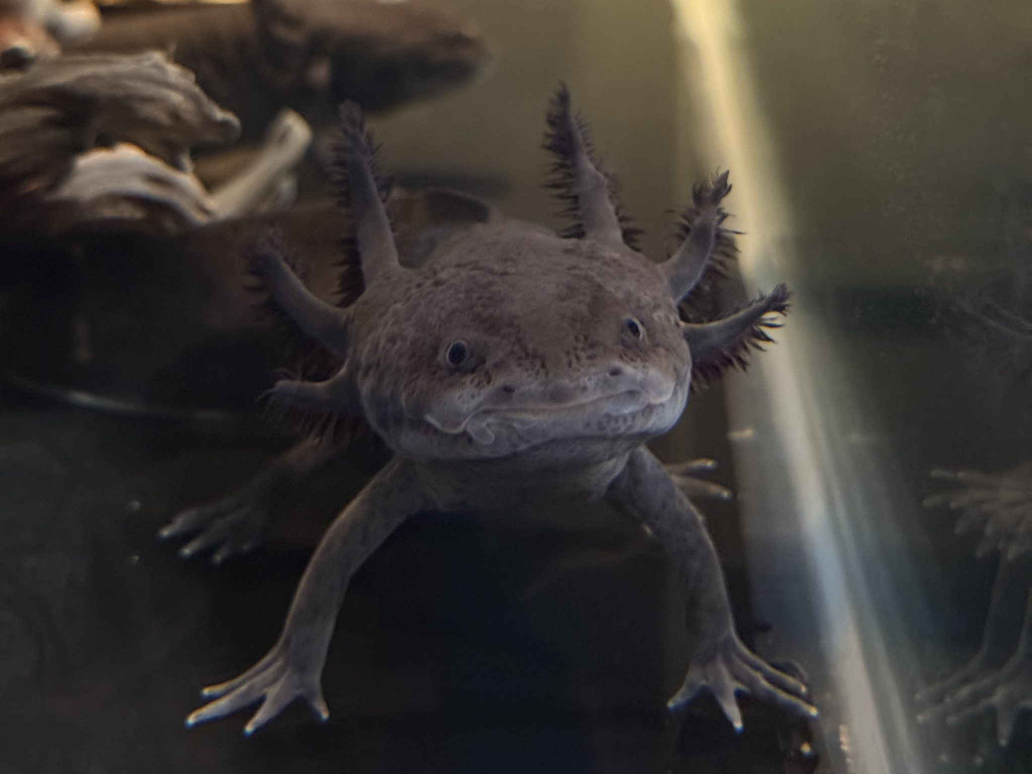 Axolote: a criatura que nunca cresce e tem superpoderes! - AquaRio